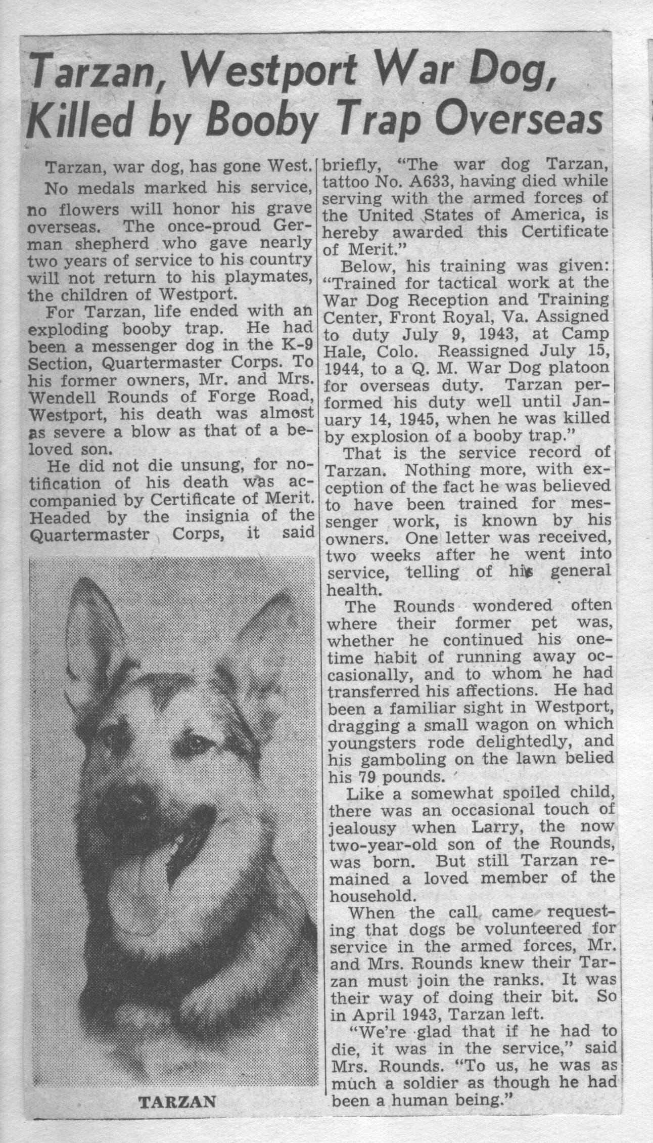 “Tarzan, Westport War Dog, Killed by Booby Trap Overseas” (1945 ...